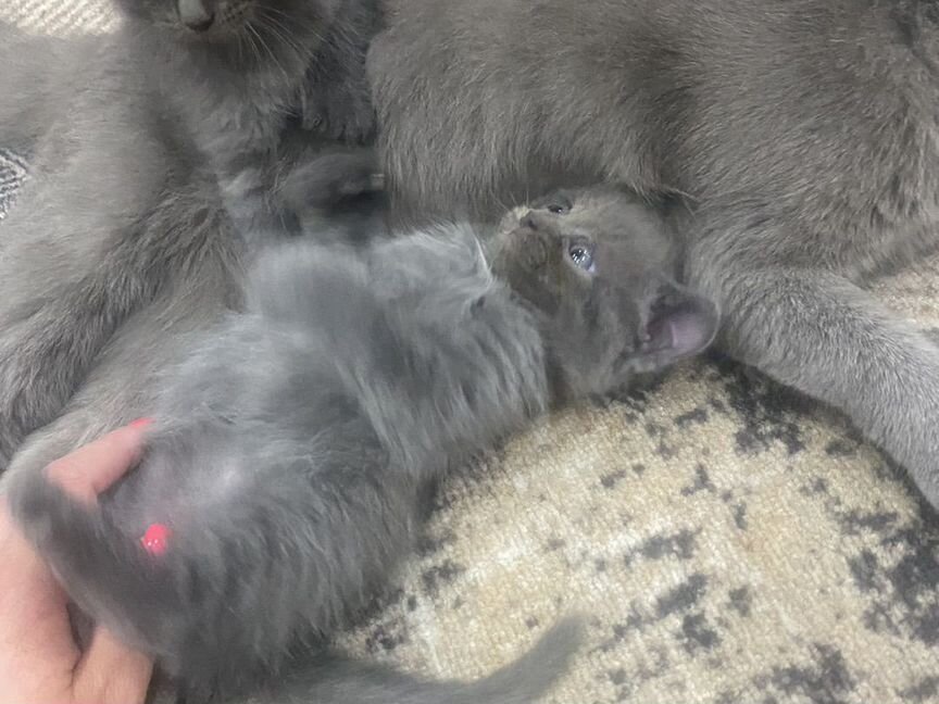 Отдам бесплатно котят 2 девочки 1 мальчик