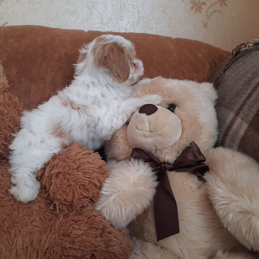 Продаю щенка Мальтипу,мальчик