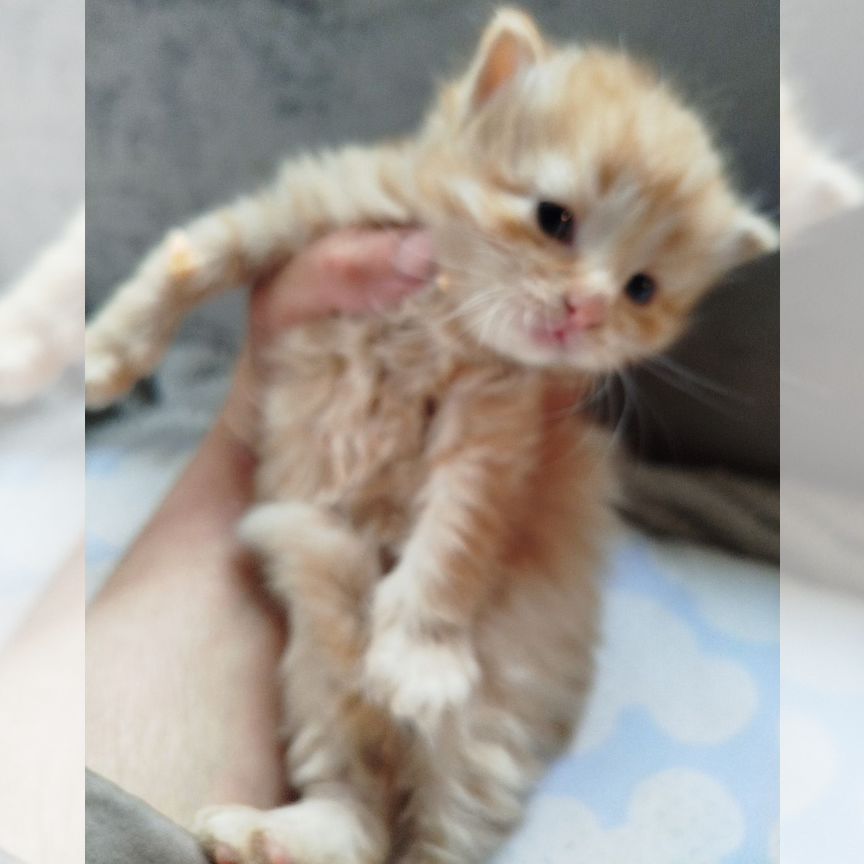 Отдам котят в добрые руки