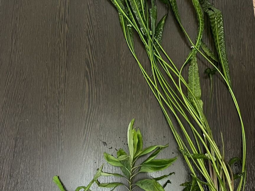 Аквариумная прополка