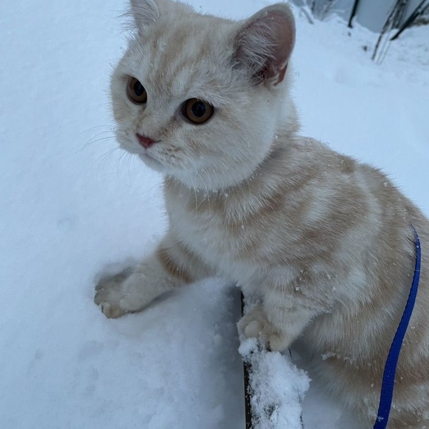 Шотландская