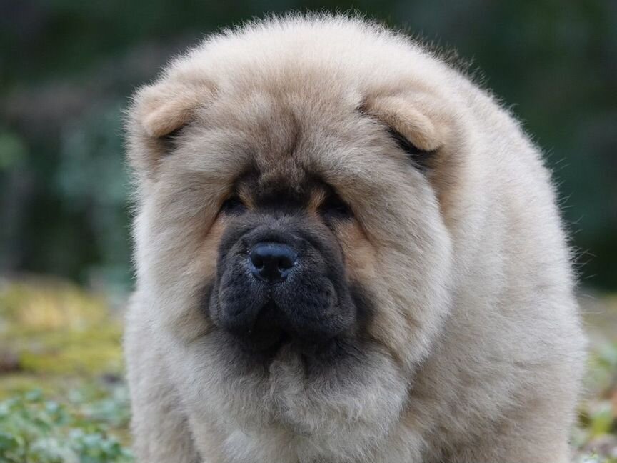 Чау-чау девочка