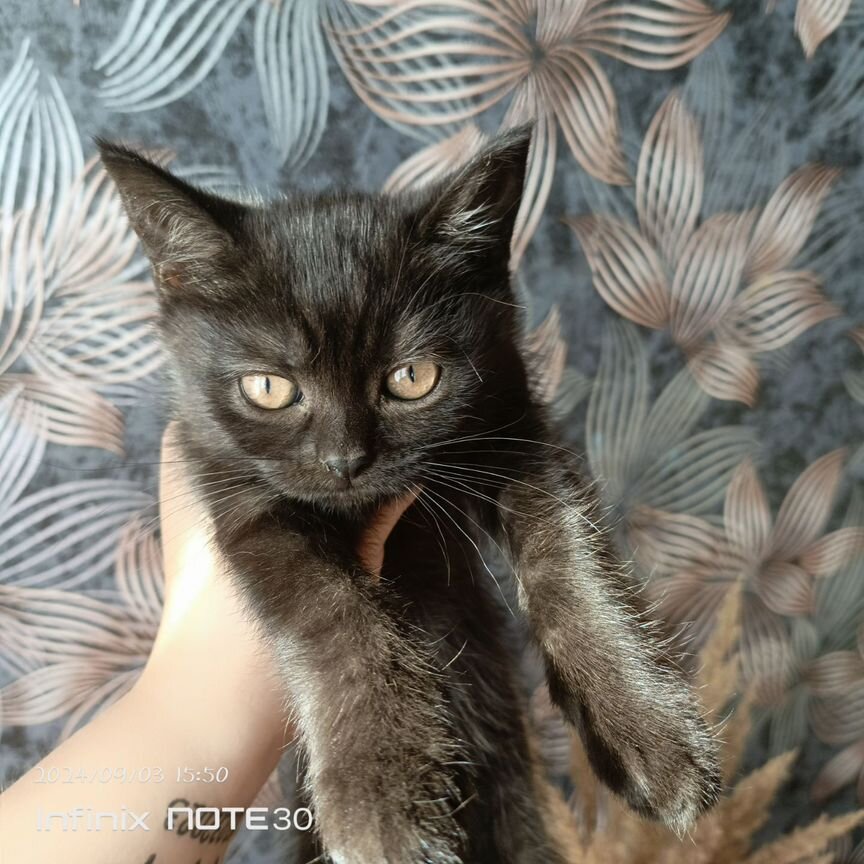 Кошечка скотиш страйт