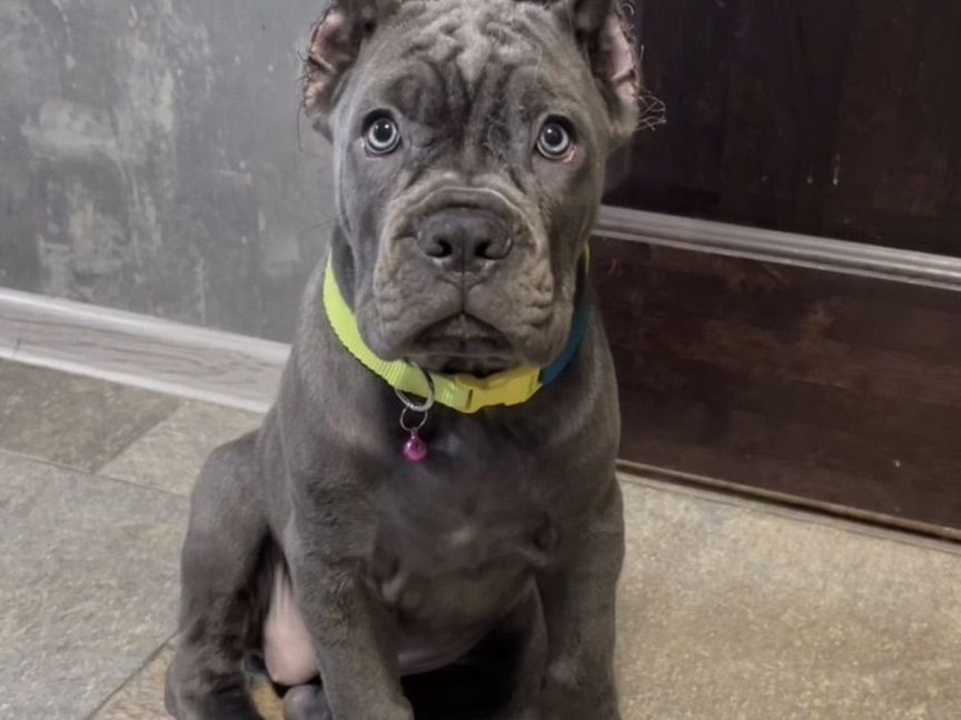 Итальянский кане корсо щенки от питомника