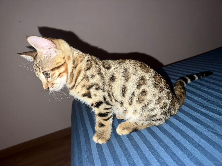 Бенгальская кошка