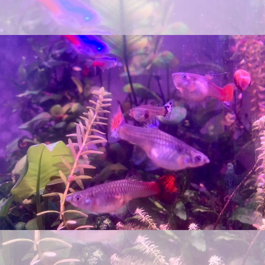 Отдам гуппи