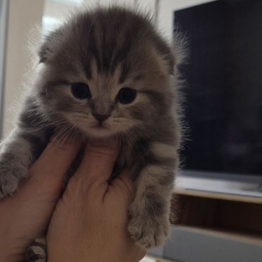 Шотландский вислоухий короткошёрстный котёнок