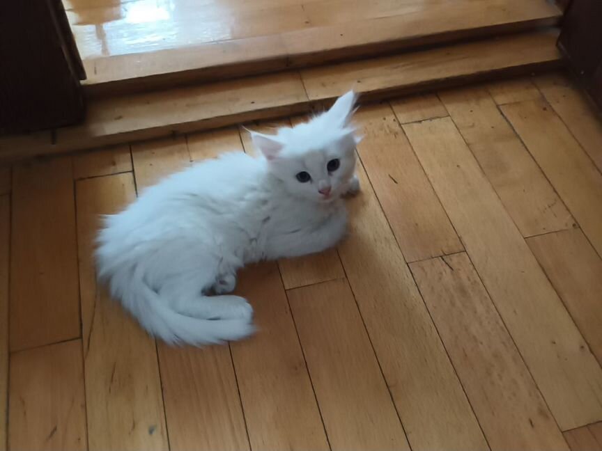 Котёнок ангорка