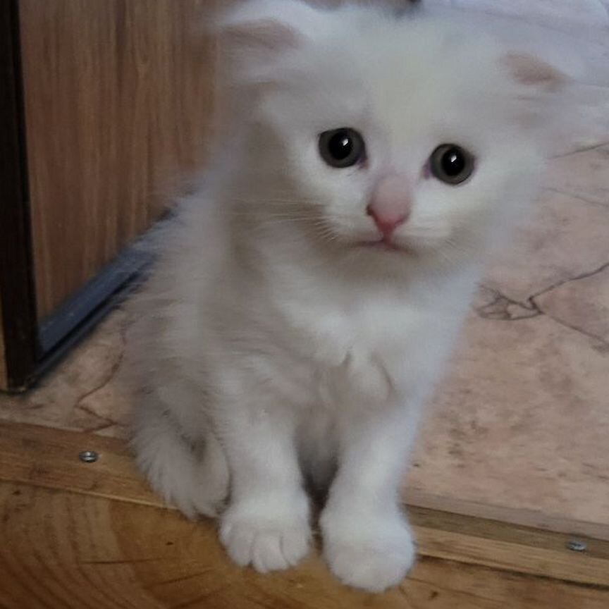 Котёнок