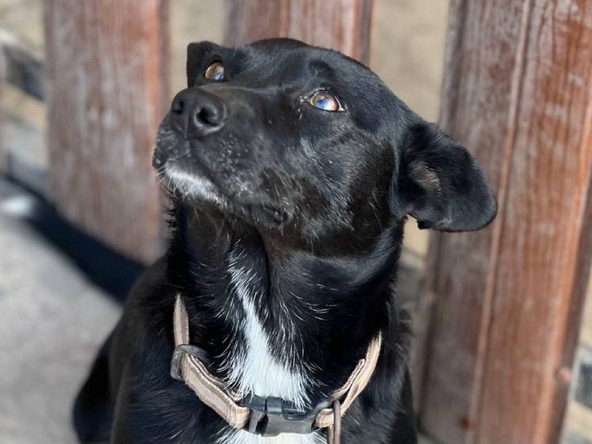 Собака девочка в добрые руки