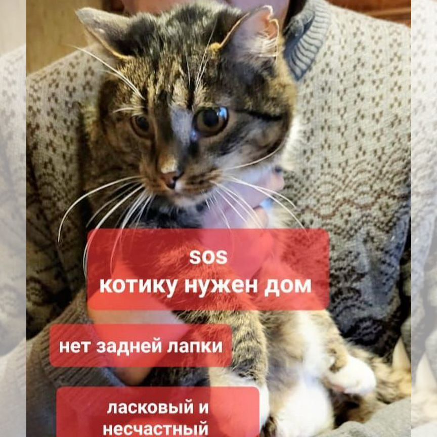 Взрослый кот в добрые руки