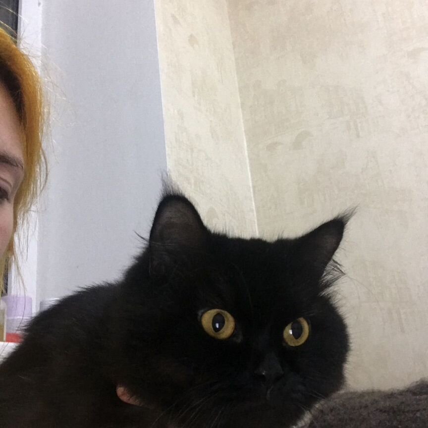 Шотландская кошечка в добрые руки