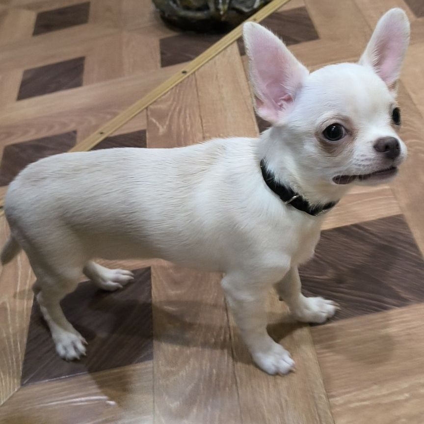 Чихуахуа, щенок