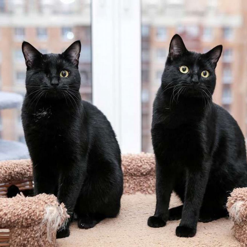 Два жгучих брюнета, два братика Рикки и Морти ищут