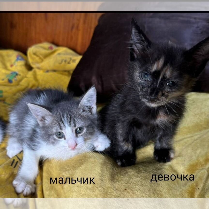 Котята 2 месяца