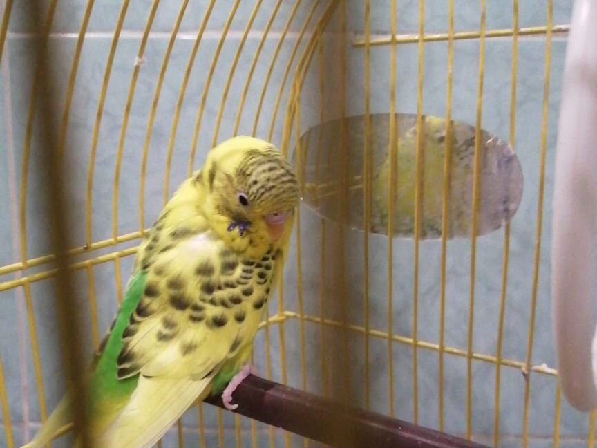 Волнистый попугай