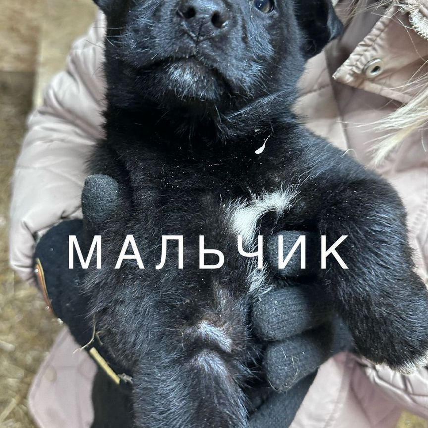 Щенок в добрые руки