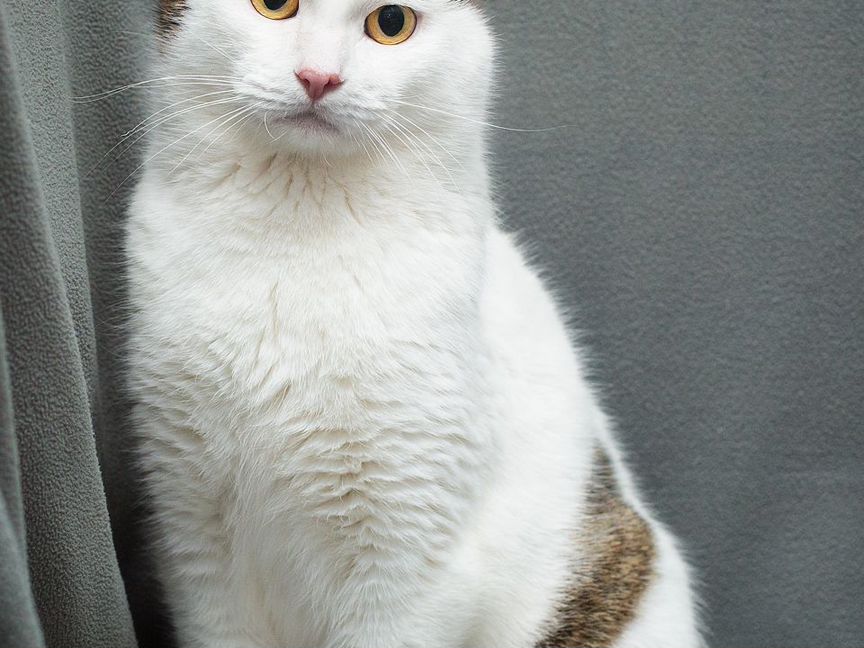 Добрый спокойный котик Тишка