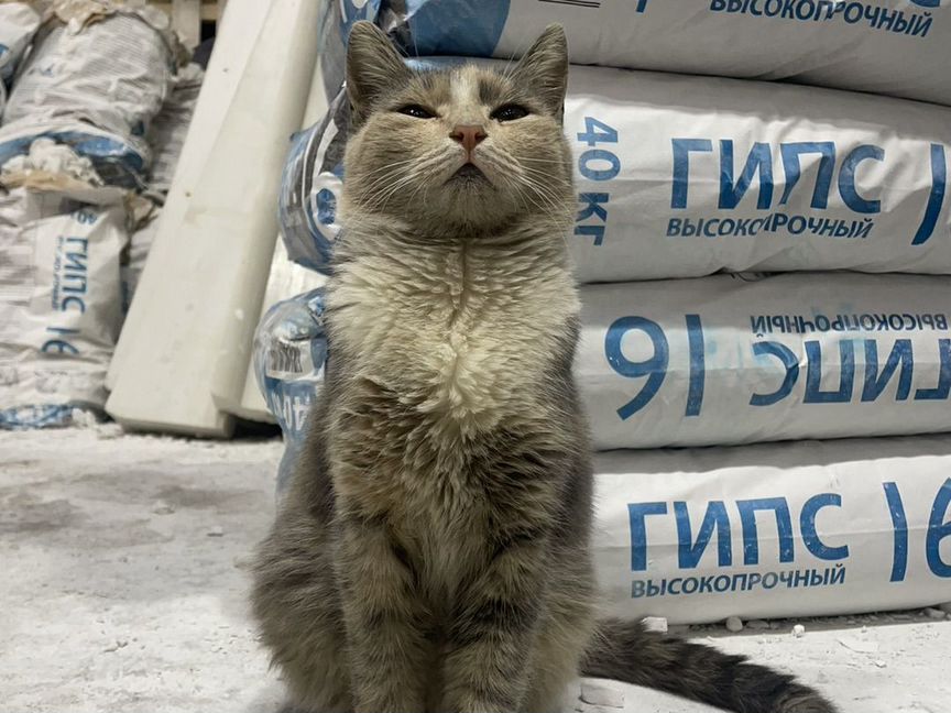 Котята в добрые руки бесплатно