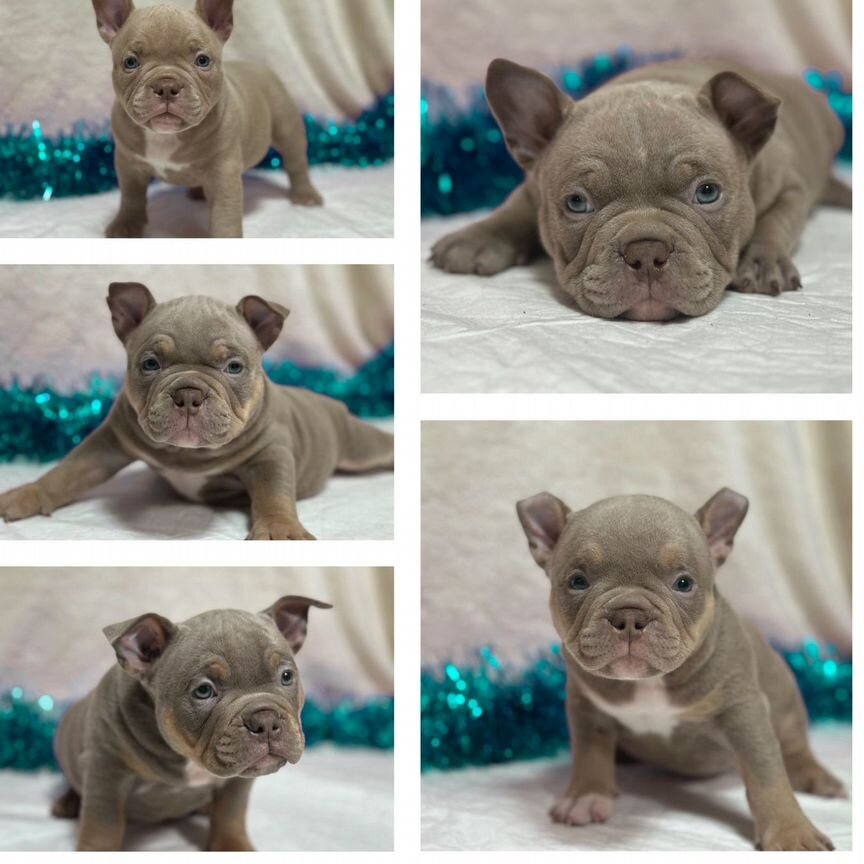 Американский булли, щенок