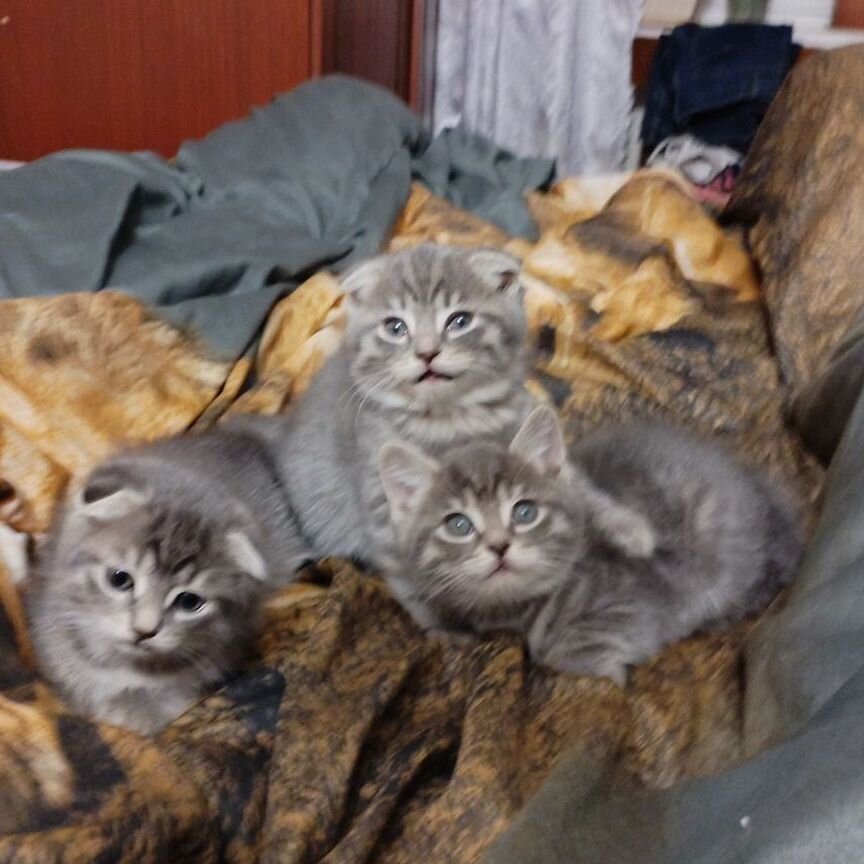 Тайский котёнок