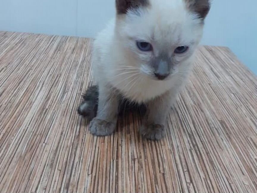 Отдам котят. Можно временно на передержку