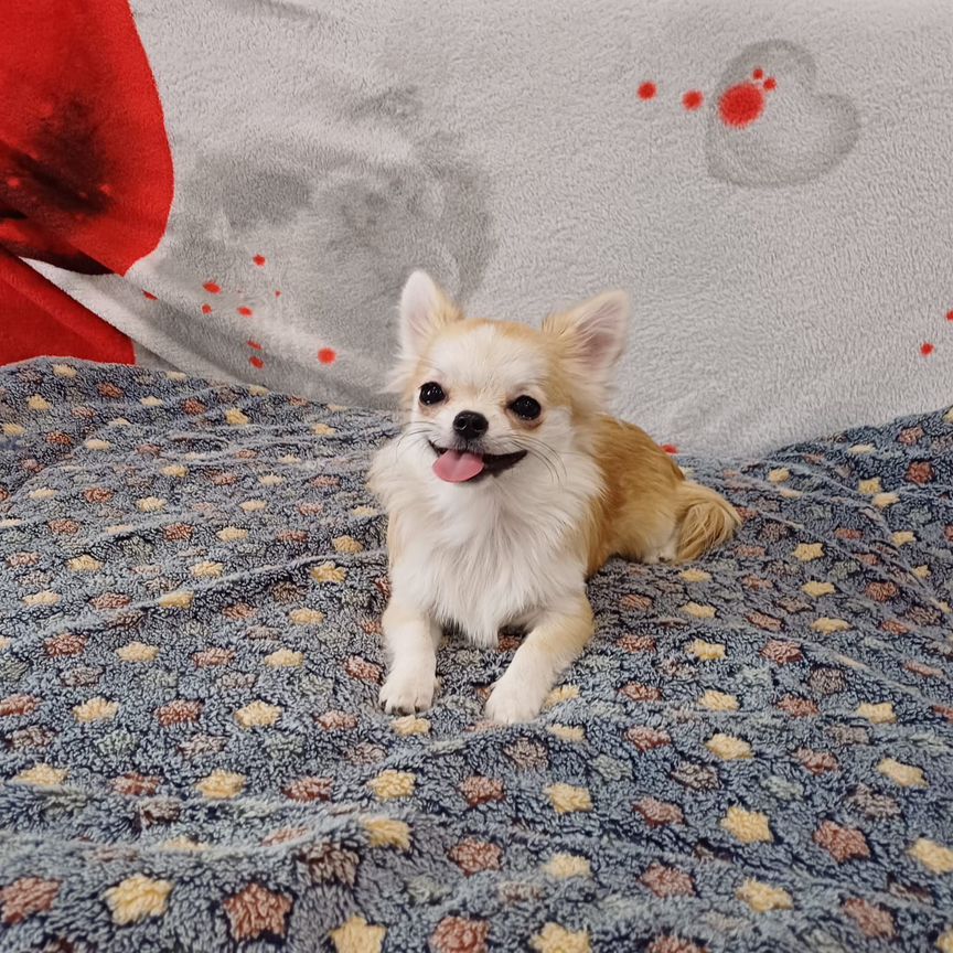 Малыш чихуахуа