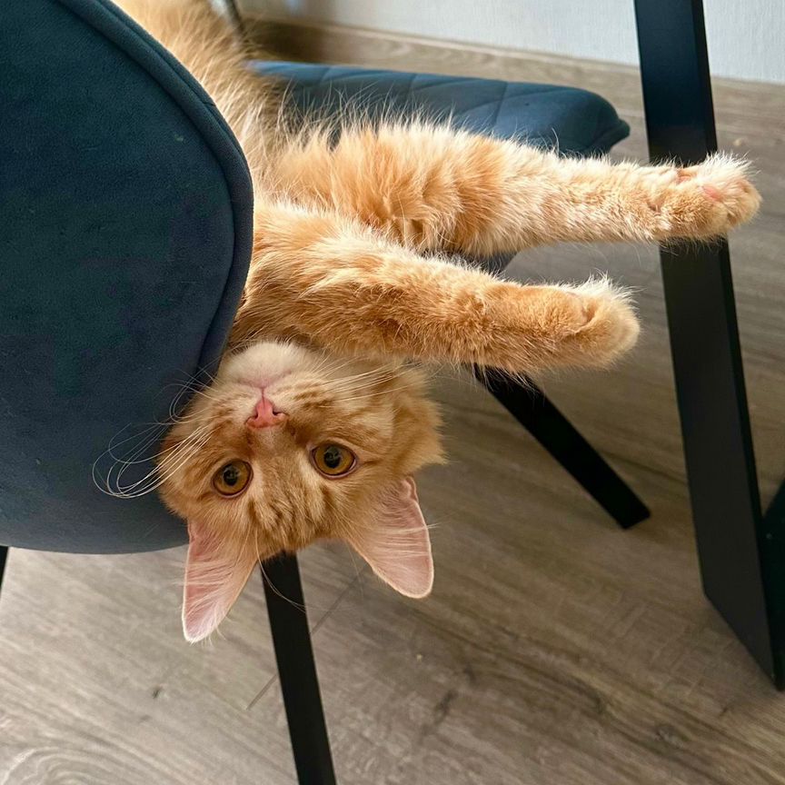 Бесплатно котик Баксик 2 года