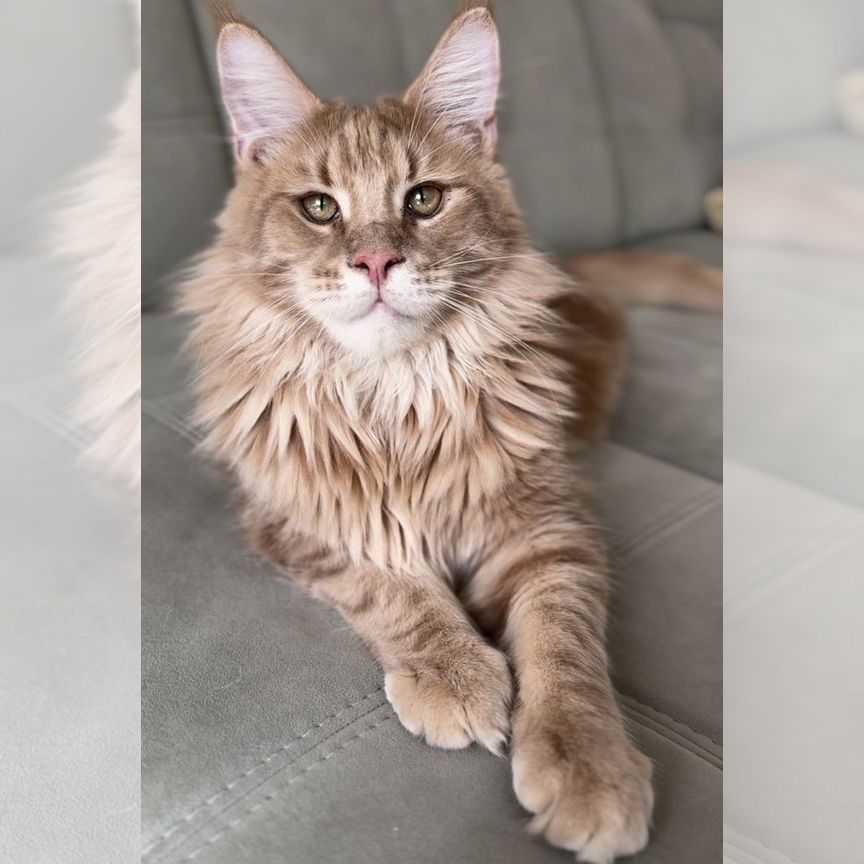 Продаю кота мейн-куна