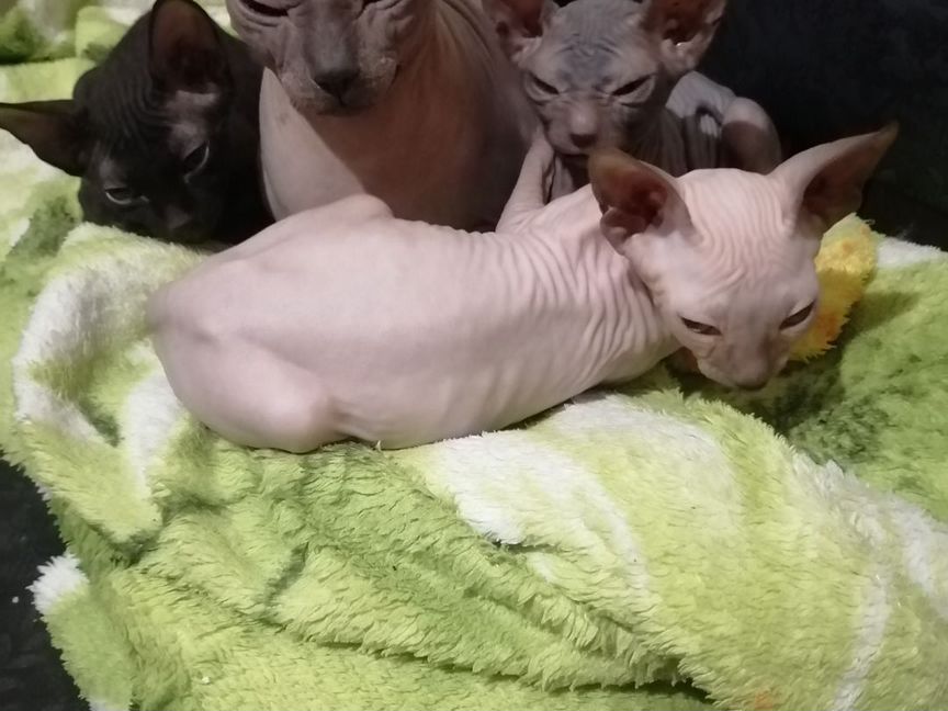 Кошки донской сфинкс