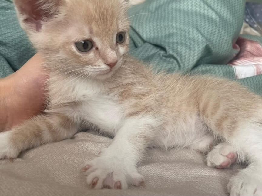 Кошка в дар бесплатно