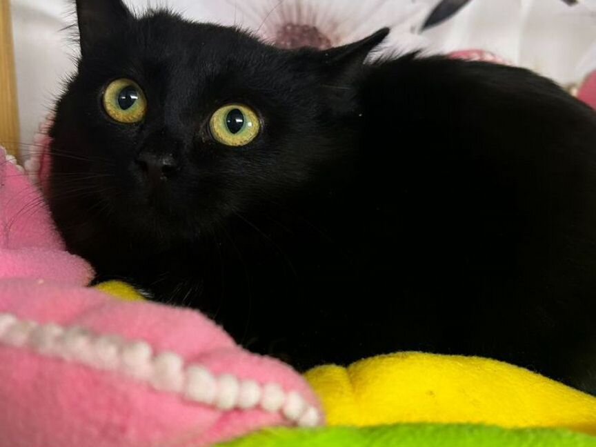 Черный котенок девочка