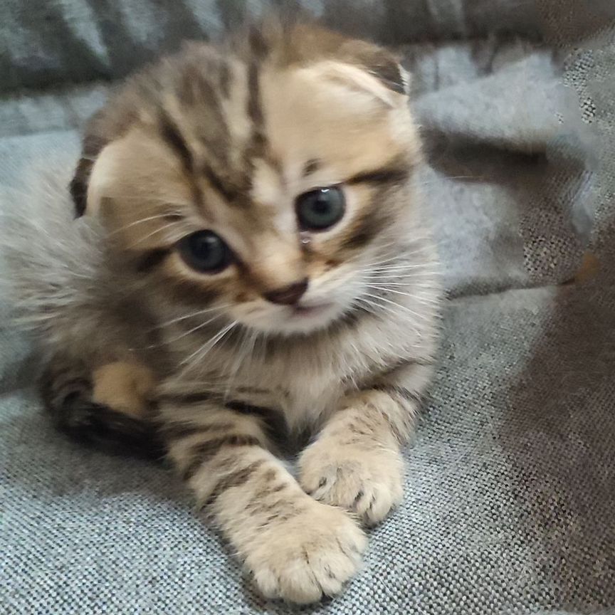 Шотландский вислоухий короткошёрстный котёнок
