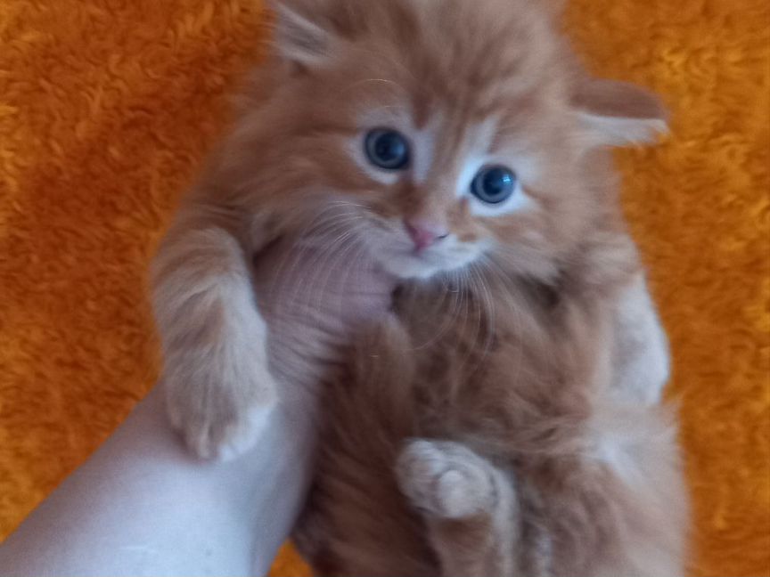 Сибирский рыжик