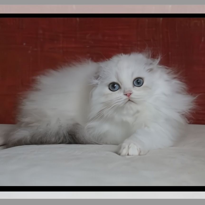 Шотландский вислоухий длинношёрстный, взрослый кот