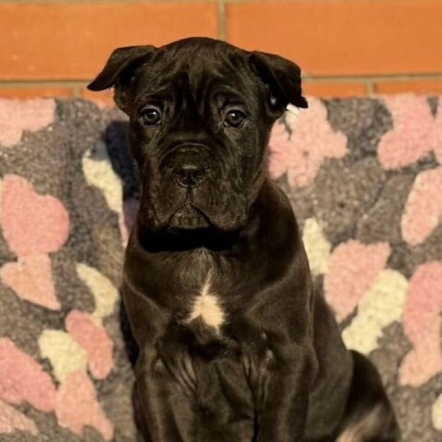 Лучше меня нет