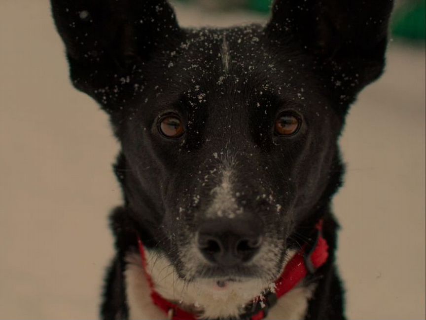 Собака в добрые руки не большая