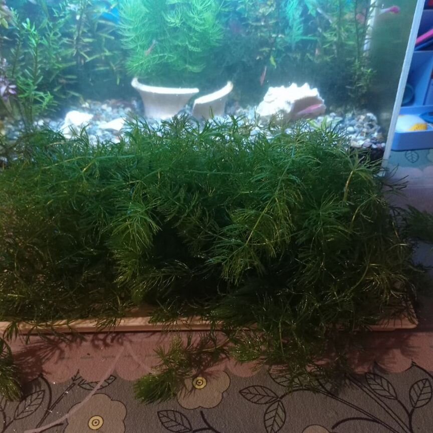 Роголистник бесплатно