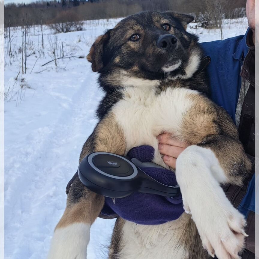 Собаки бесплатно в добрые руки