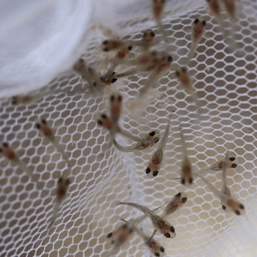 Мальки рыбок гуппи