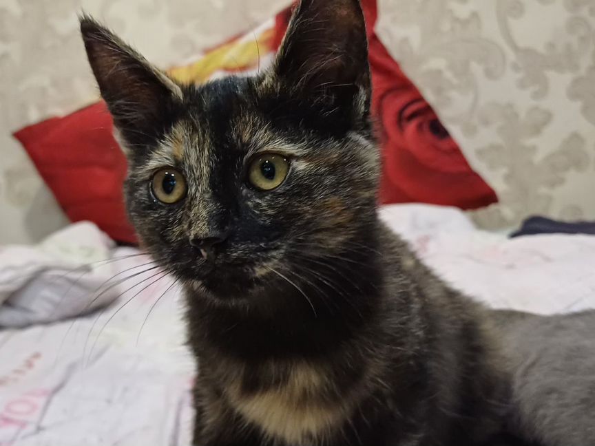 Кошечка в добрые руки