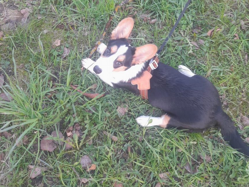 Щенкок корги-кардиган