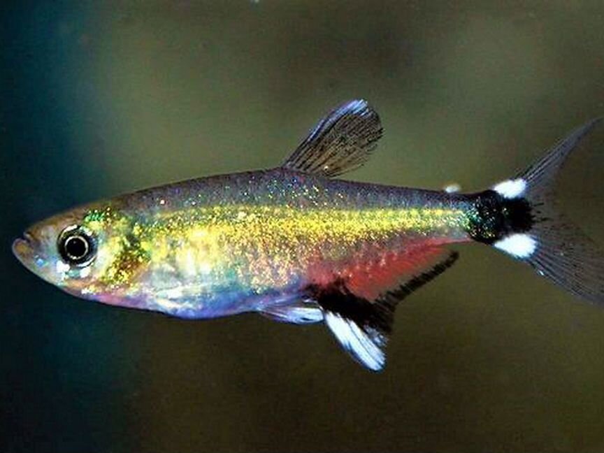 Афиохаракс Наттерера (Aphyocharax nattereri)