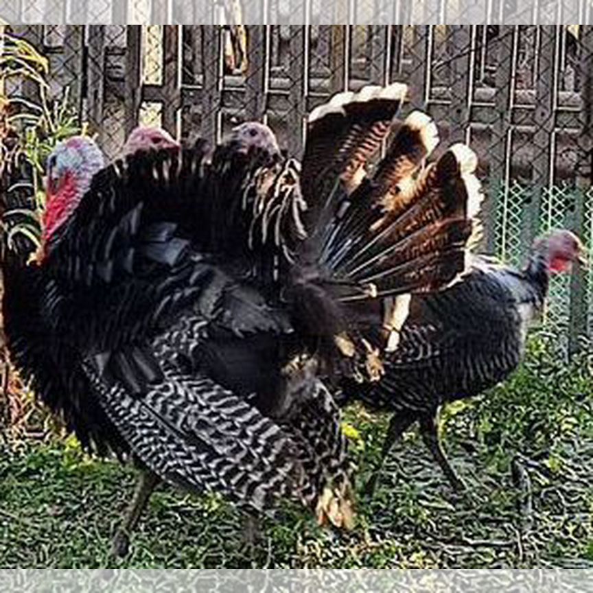 Индюки живым весом