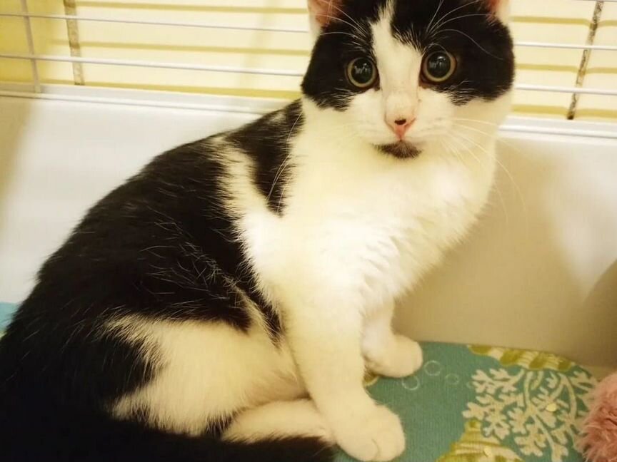 Котята в добрые руки бесплатно