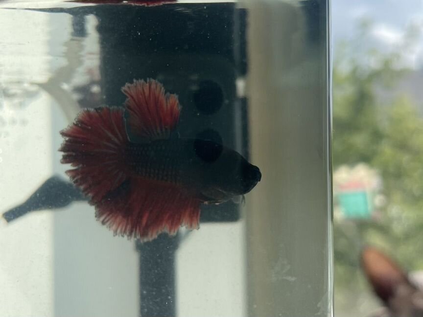 Рыбка петушок бесплатно