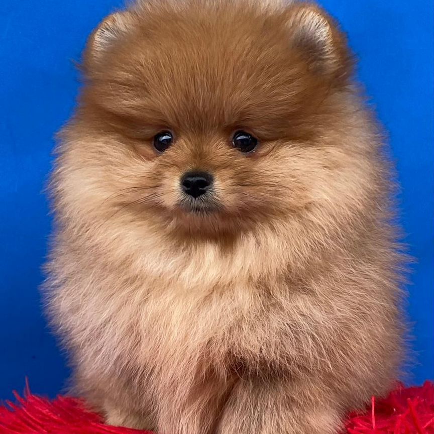 Померанский шпиц девочка