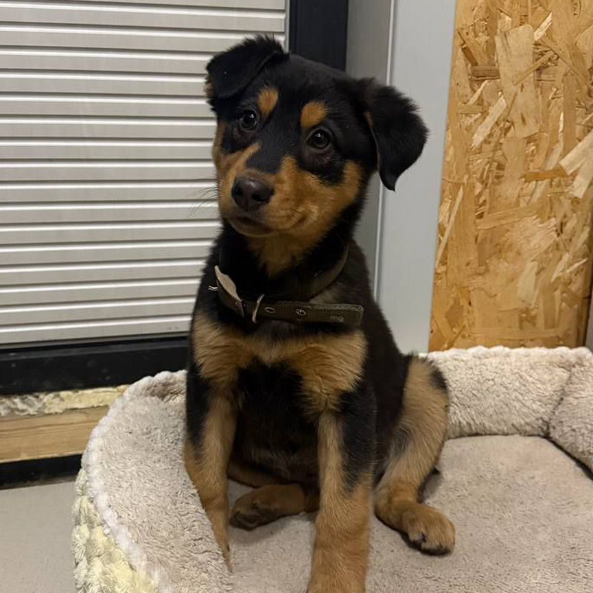 Щенок в добрые руки