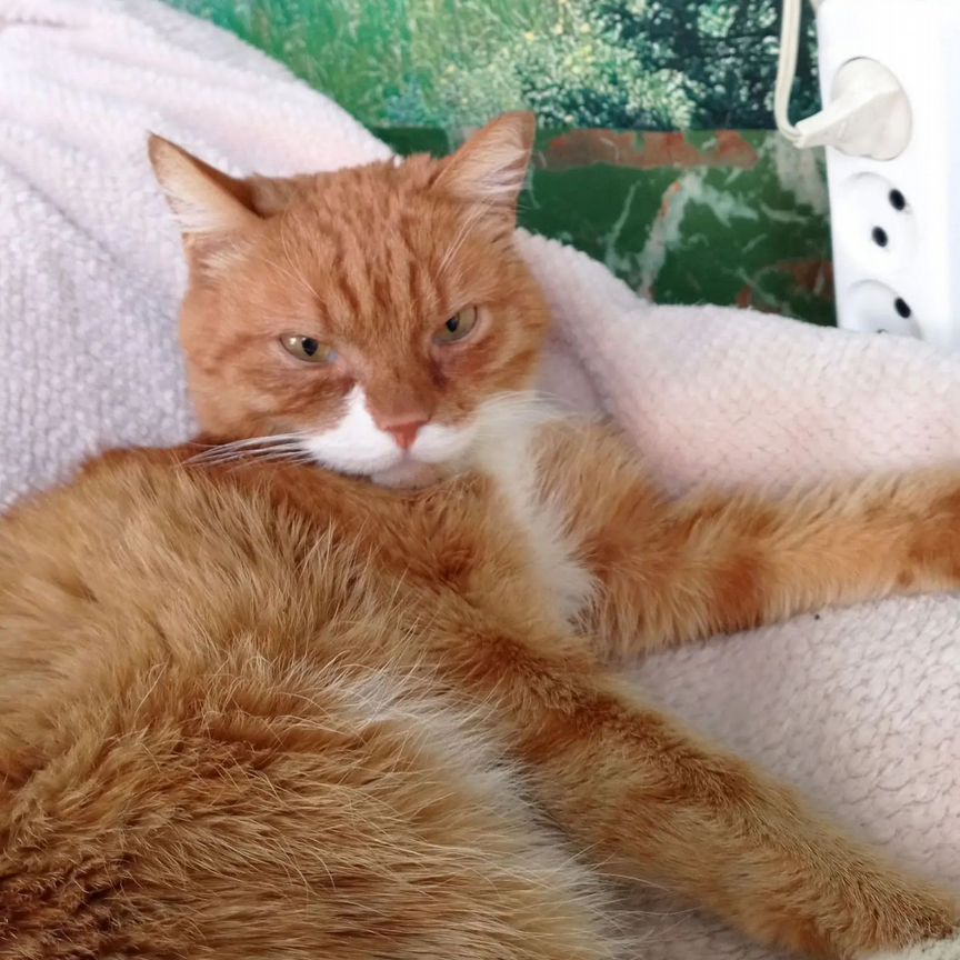 Взрослый кот в добрые руки