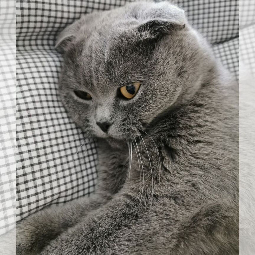 Шотландская вислоухая кошка бесплатно